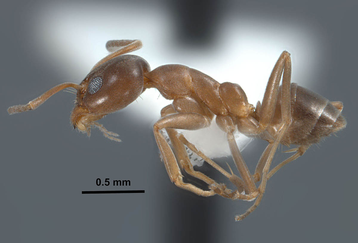 Hormiga Argentina - Líneas de Investigación - Laboratorio de Ecología y ...